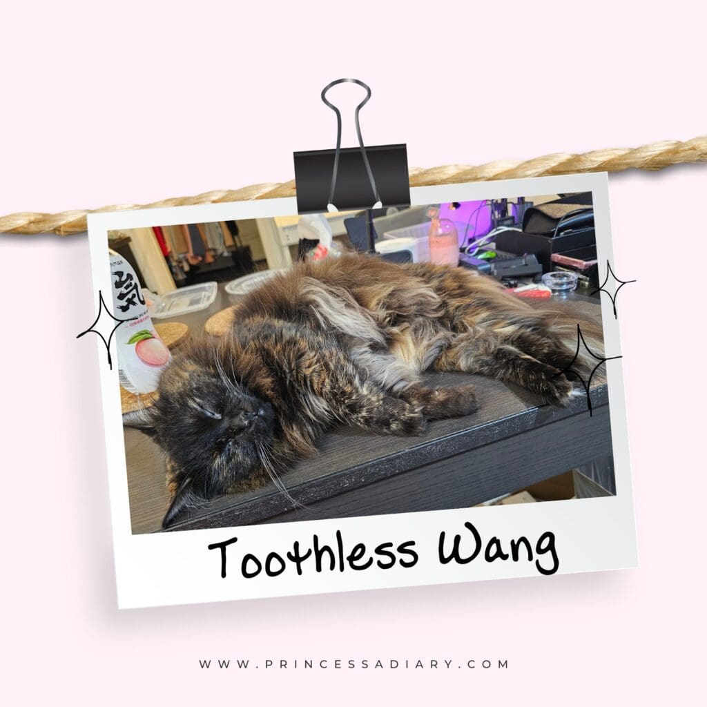 Toothless: My adorable shadow in feline form | Sabrina 'Princessa' Wang